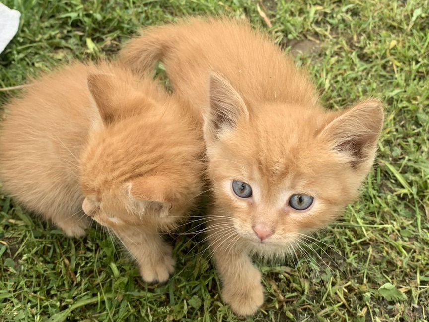 2 рыжих котёнка мальчики