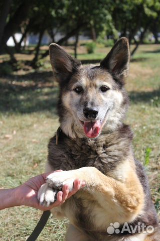 Зайчик может умереть в приюте.Спасите