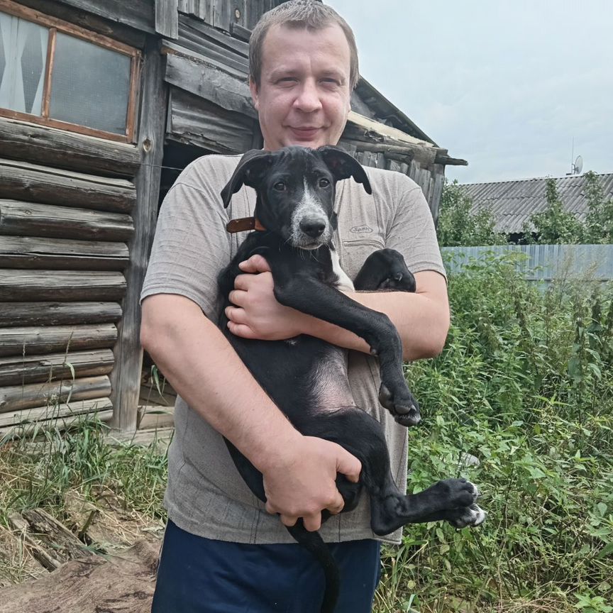 Отдам в хорошие руки собаку лабрадор