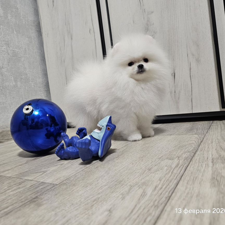 Померанский шпиц, щенок