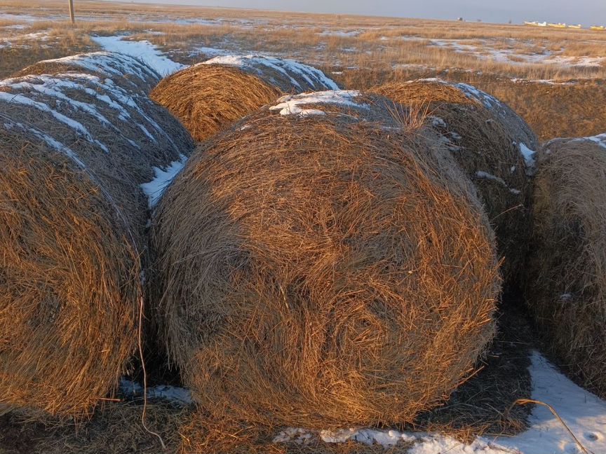 Сено в рулонах