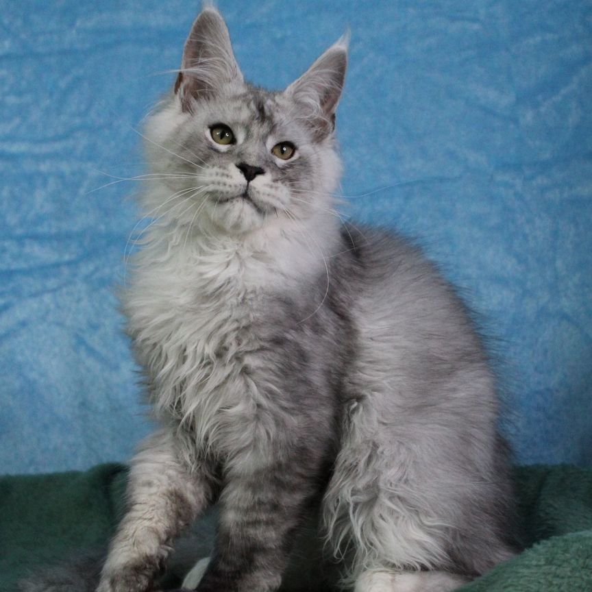 Мейн-кун серебряный мальчик