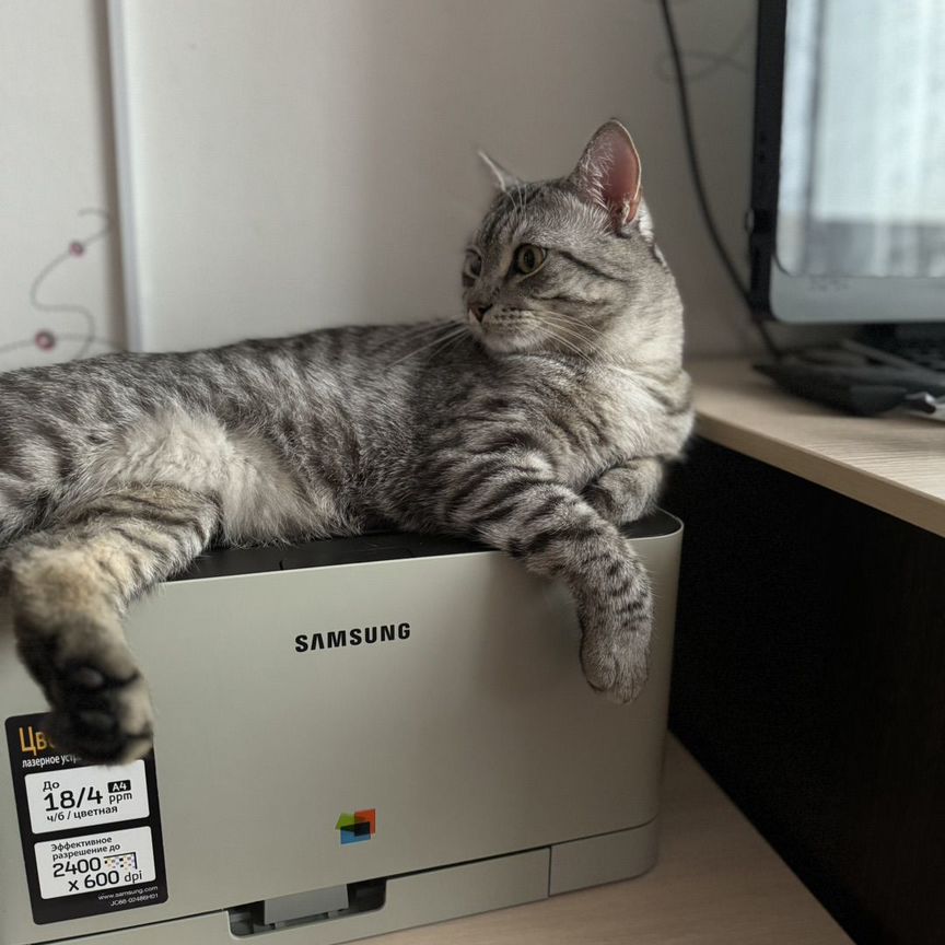 Европейский кот