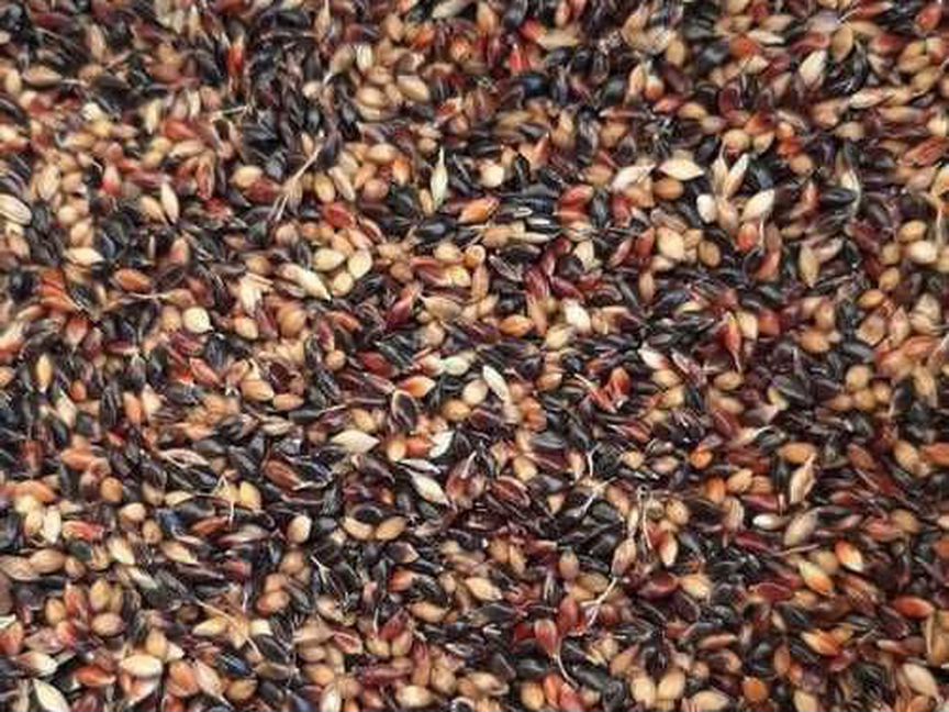 Семена суданки