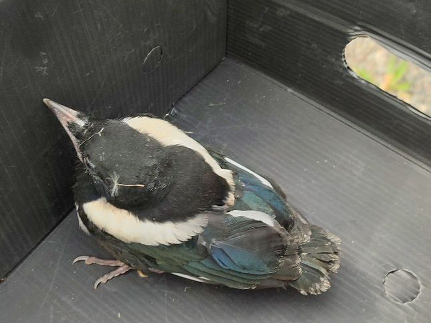 Птенец сороки