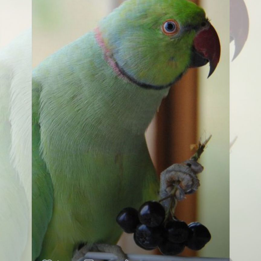 Ожереловый попугай самец К У П Л Ю