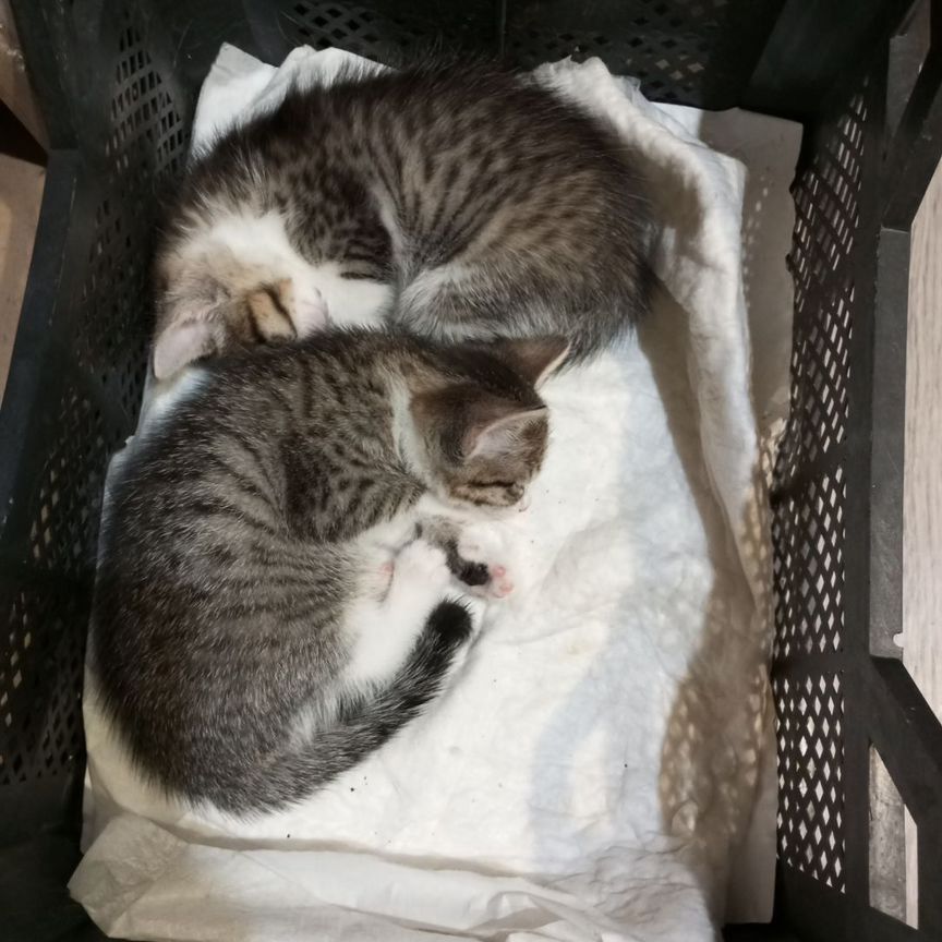 Котята в добрые руки