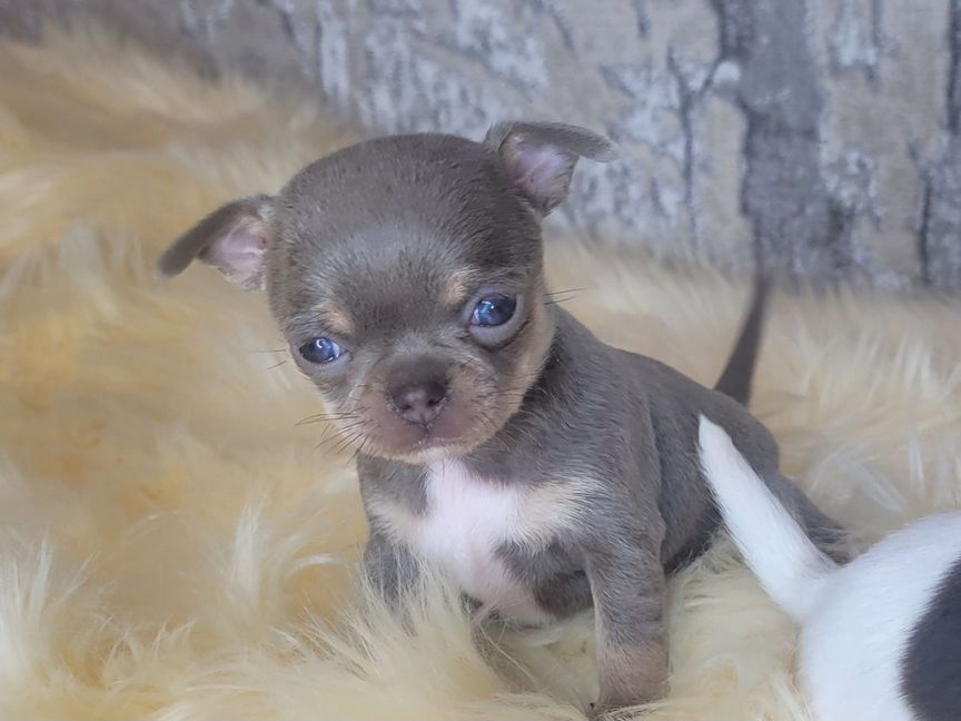 Чихуахуа девочка 1мес