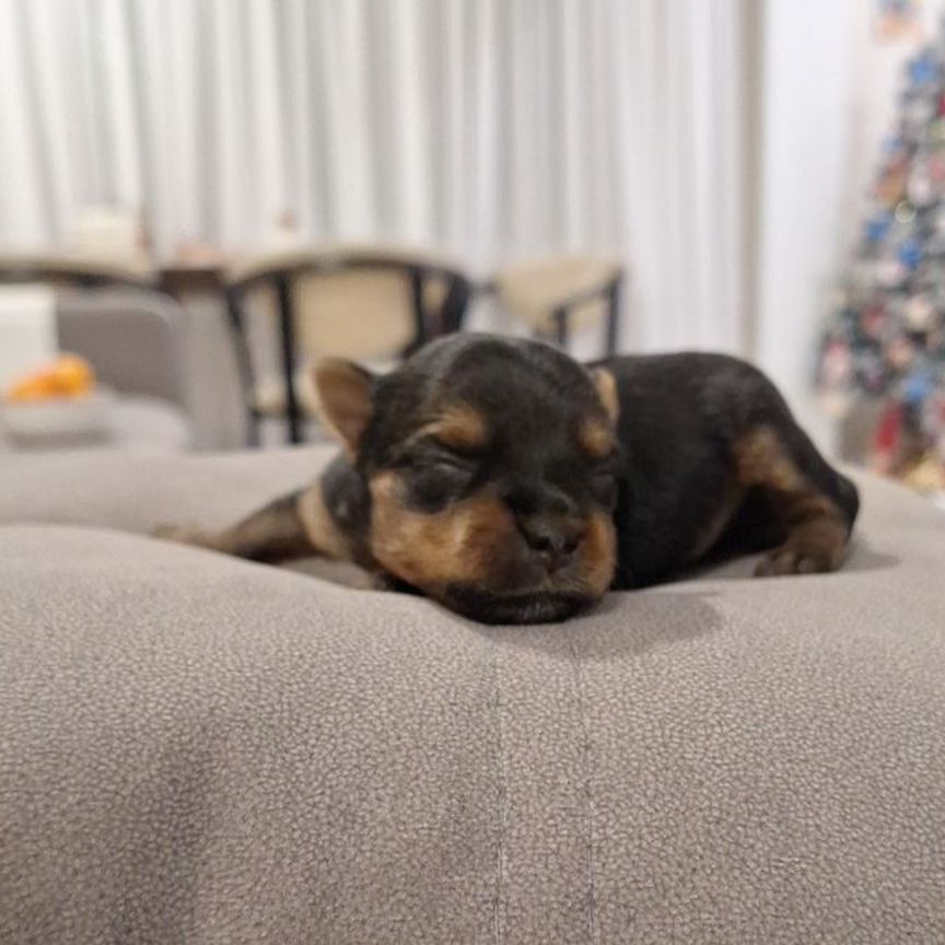 Йоркширский терьер, щенок