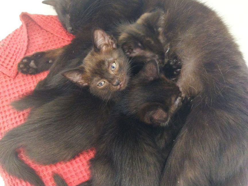 Продам котят