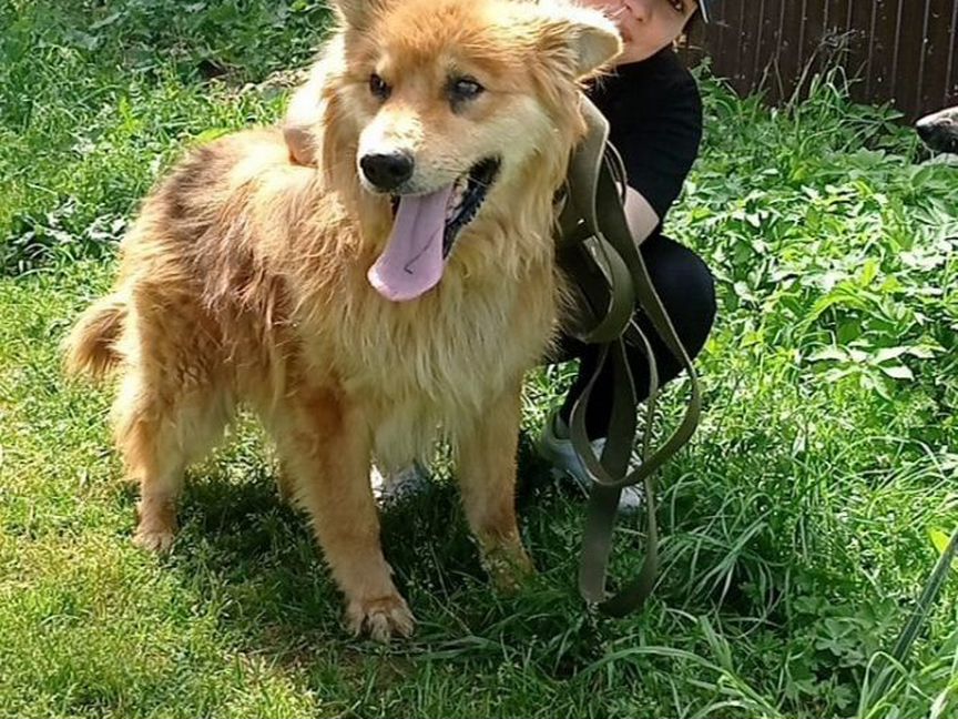 Пушистый добряк Коржик