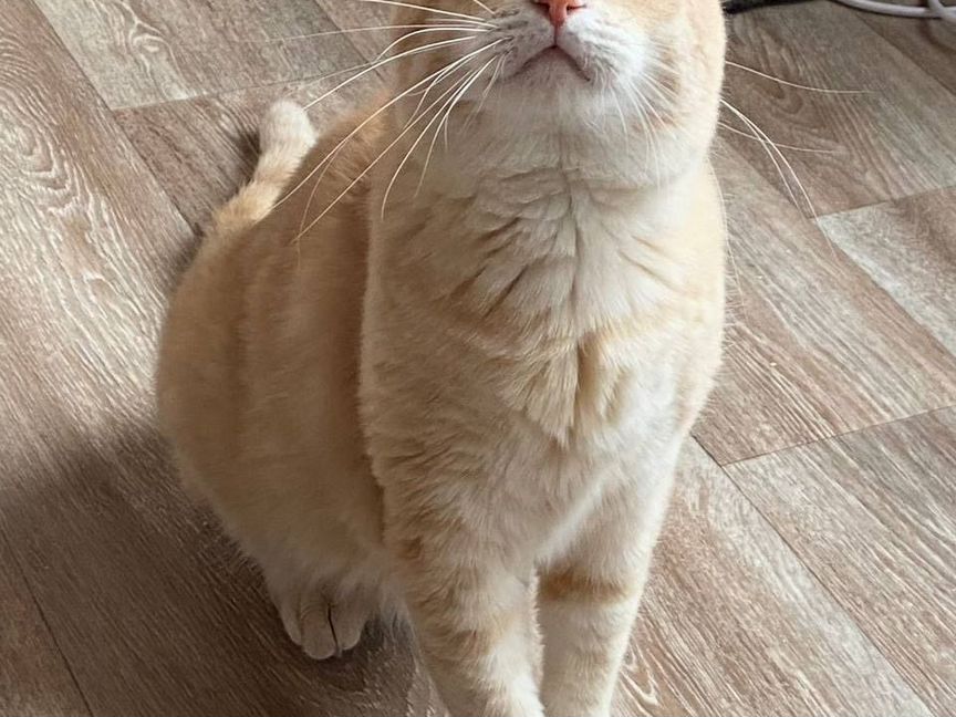 Кошка