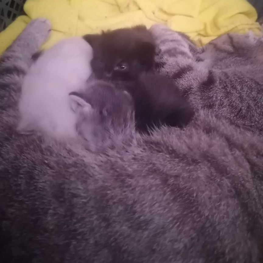 Котята