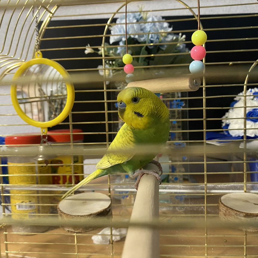 Ищу попугая- самку для самца