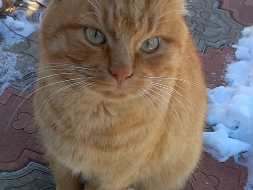 Котик рыжик ищет дом и семью