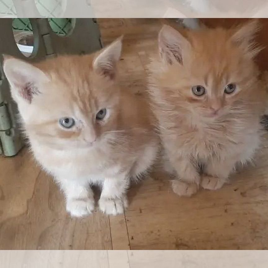 Британский короткошёрстный котёнок