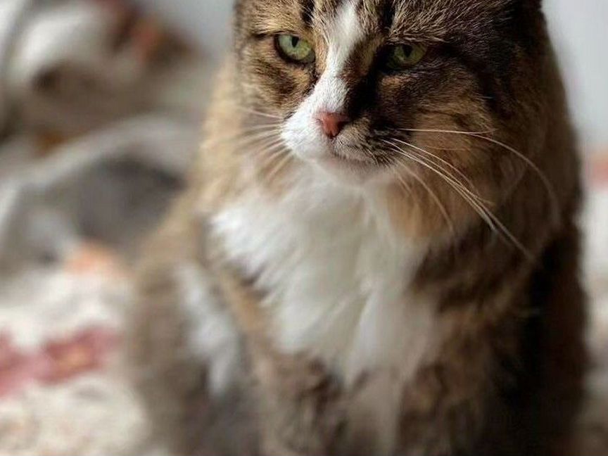 Кошка в дар