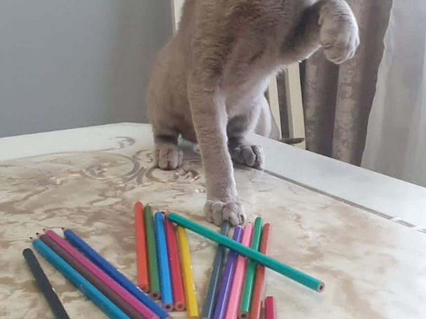 Клубный котёнок