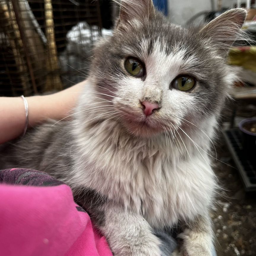 Котёнок в добрые руки