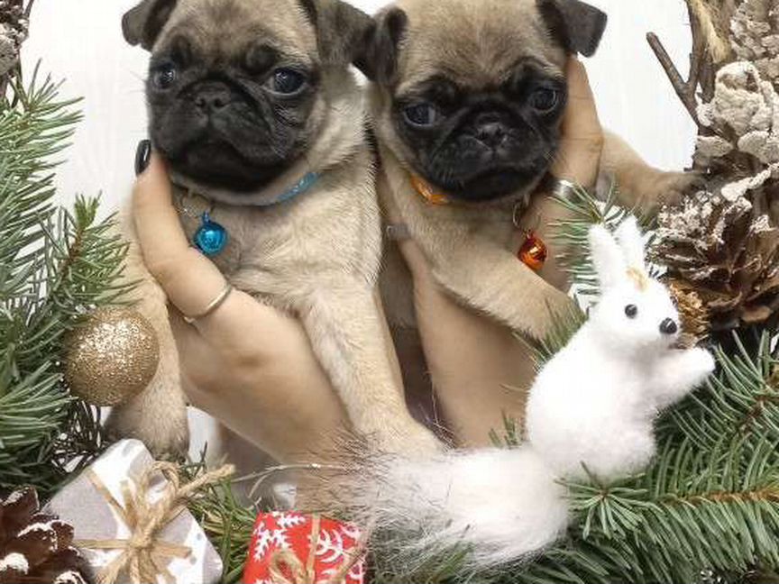 Щенки мопса