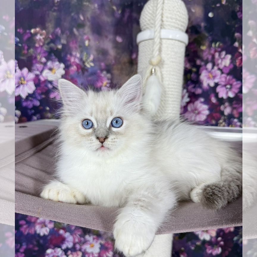Рэгдолл котёнок