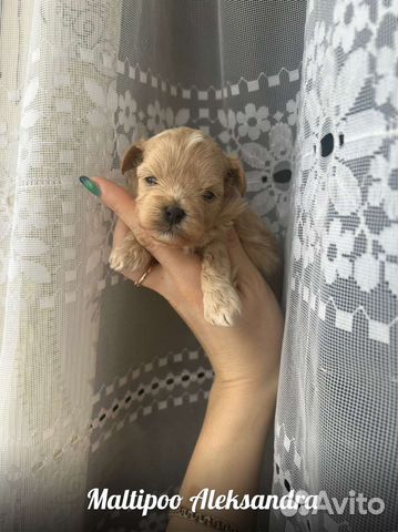 Мальтипу Ф1 Микро Корея настоящие мальтипу