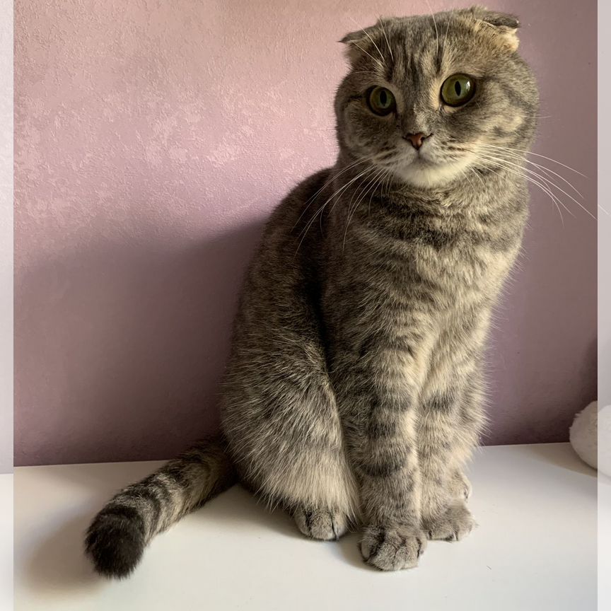 Кошка в добрые руки