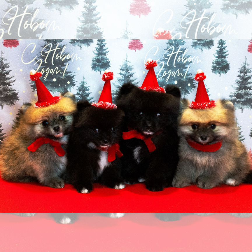 Немецкий шпиц, щенок