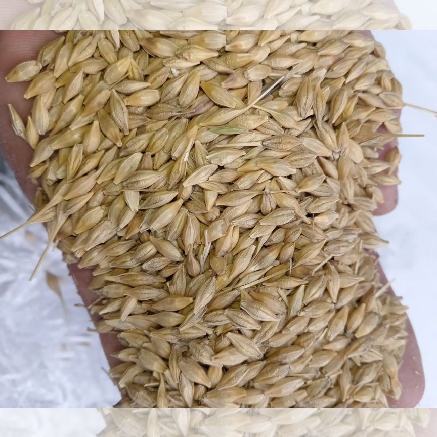 Зерно в ассортименте оптом