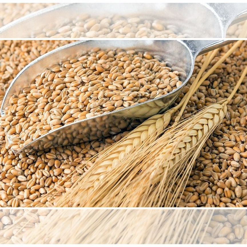 Зерно пшеница ячмень