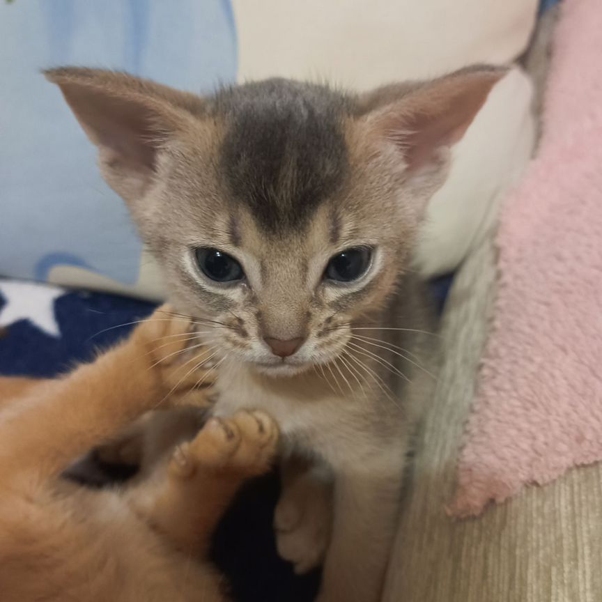 Абиссинский котик