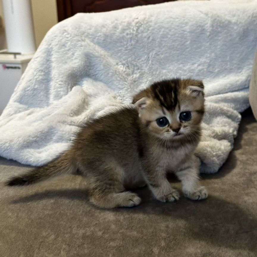 Котята золотая шиншилла