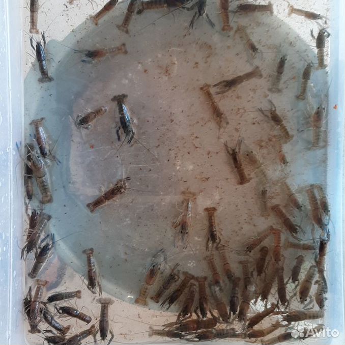 Австралийский красноклешневой рак