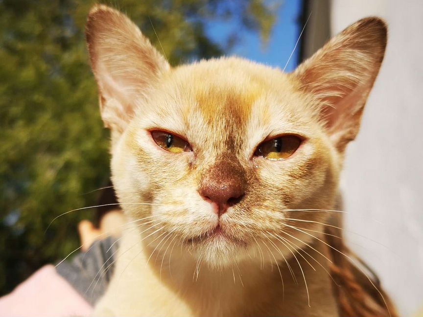 Бурма девочка