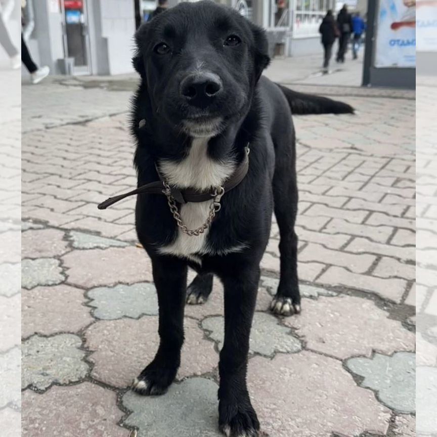 Щенок-девочка ищет хозяина. Отдадим в хорошие руки