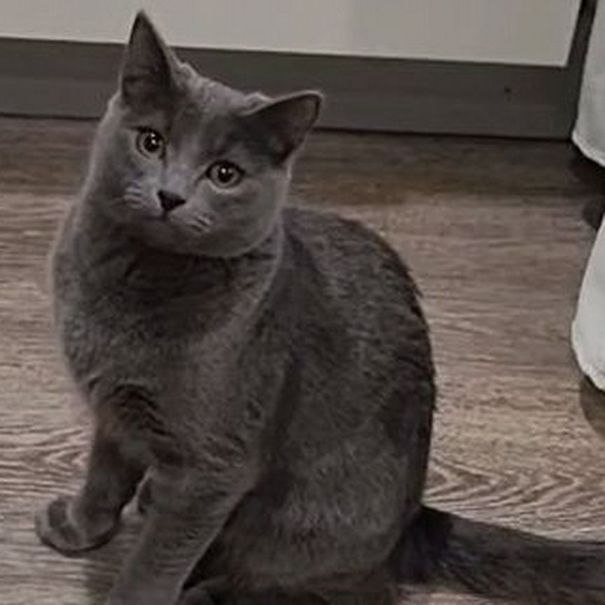 Отдам кошку в добрые руки