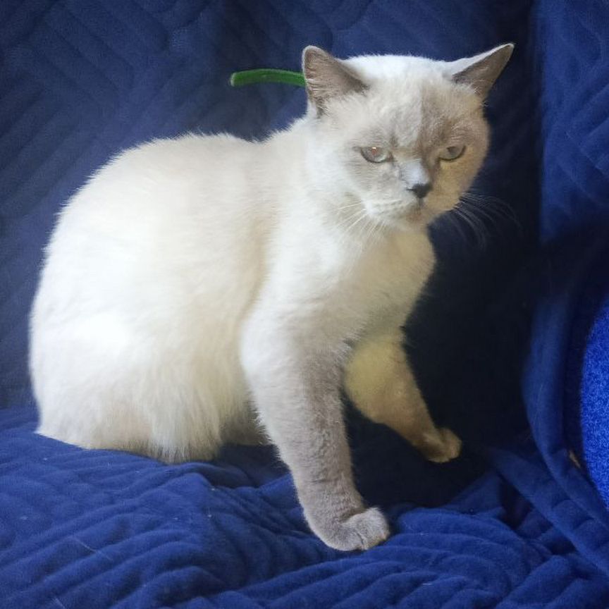 Шотландская кошка