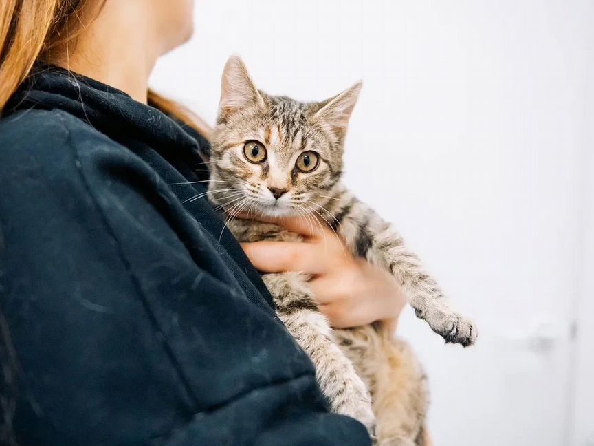 Котенок из приюта бесплатно