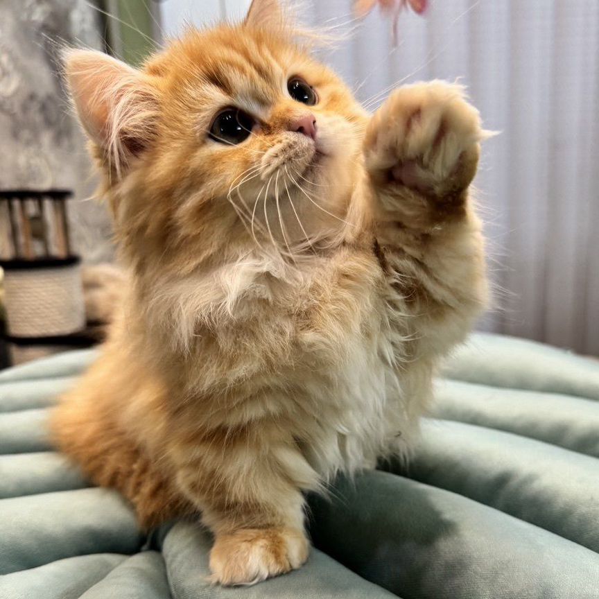 Манчкин котёнок