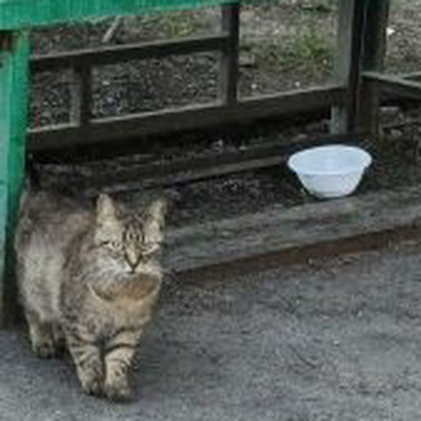 Взрослая, кошка в добрые руки