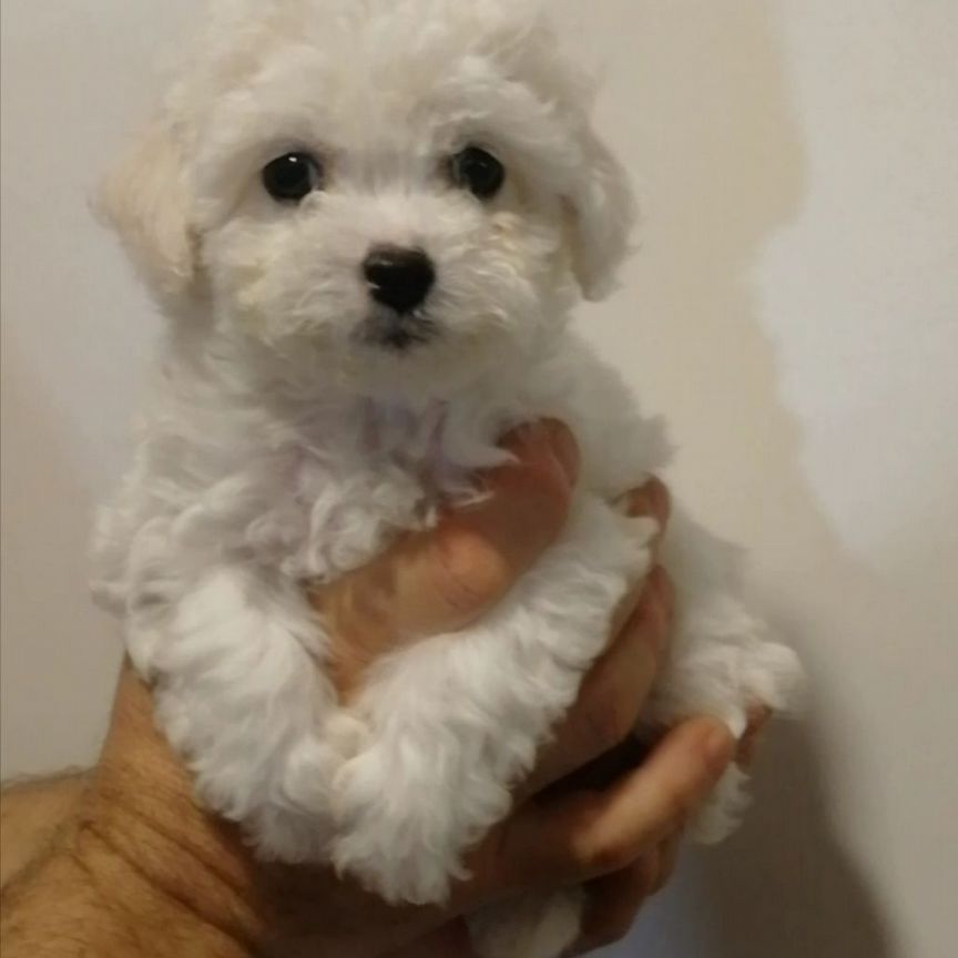 Бишон фризе, щенок