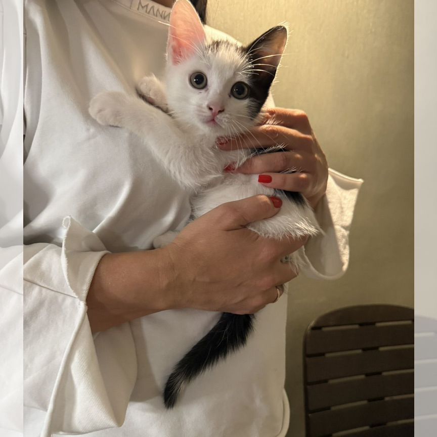 Котёнок в добрые руки
