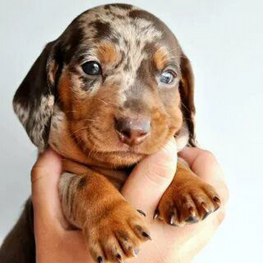 Мальчики шоко мерле+ чип