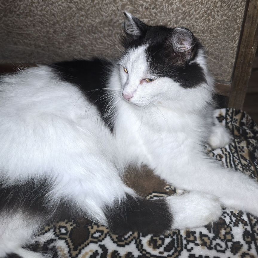Кошка охотница