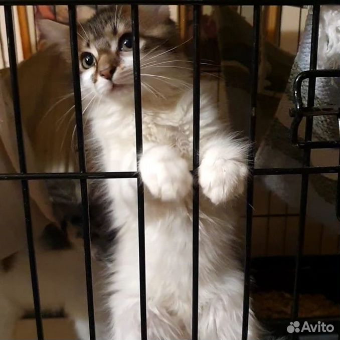 Котёнку нужна свобода