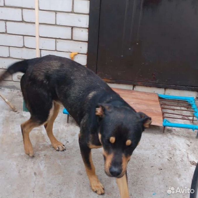 Найдена собака в лесу