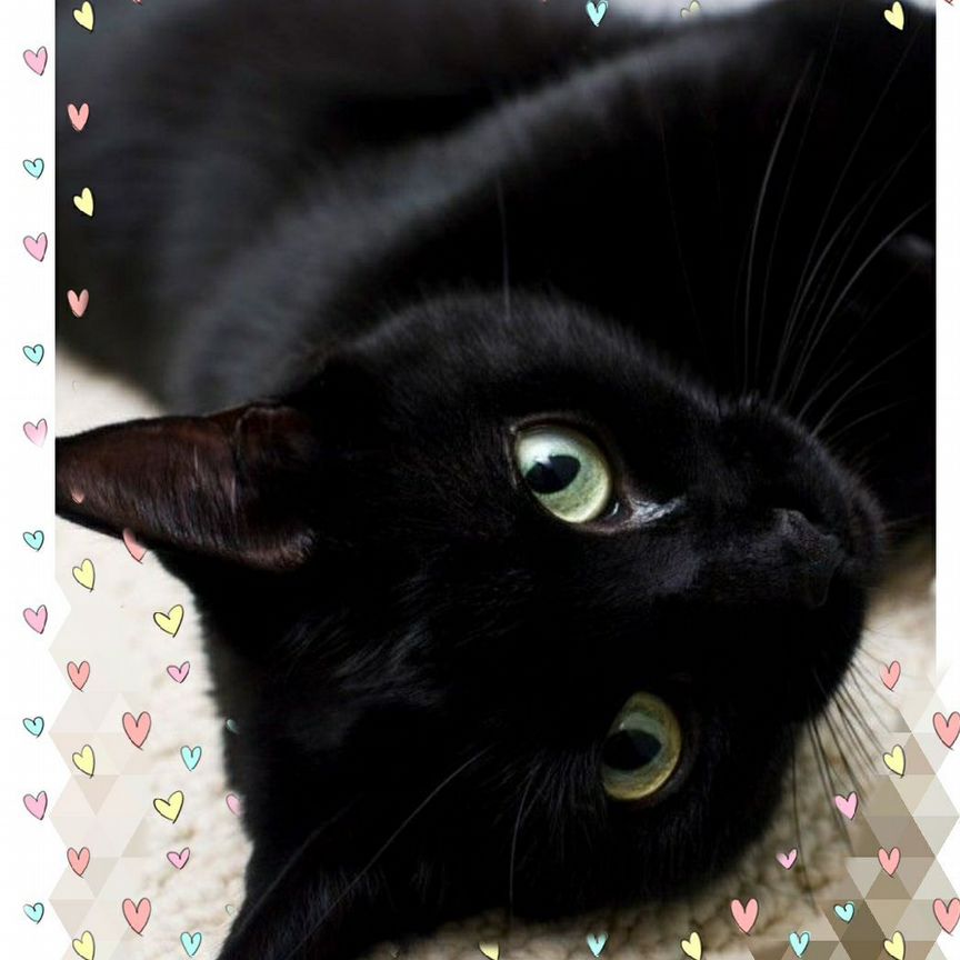 Кот и кошка черные ласковые ищут дом