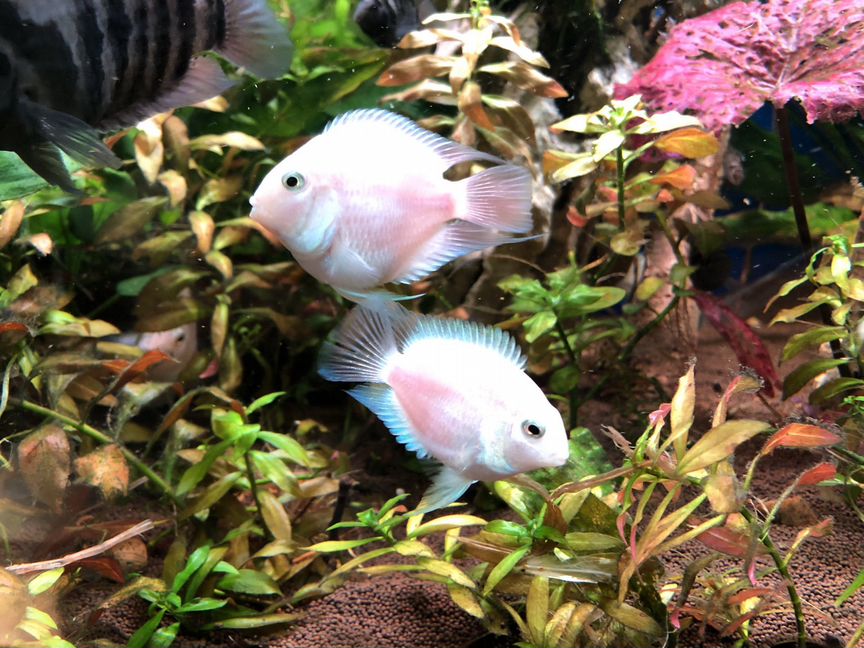 Пара платиновых попугаев