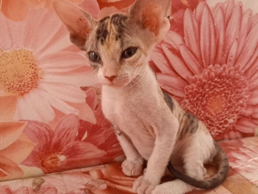 Донской сфинкс девочка велюр