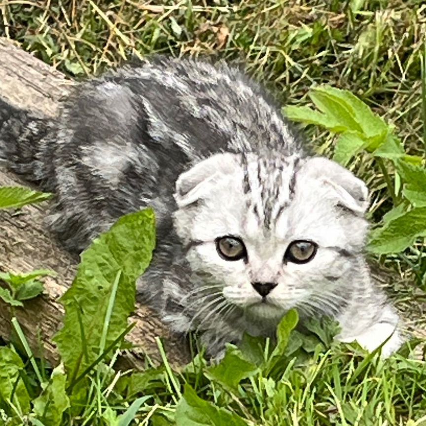 Шотландский вислоухий короткошёрстный котёнок